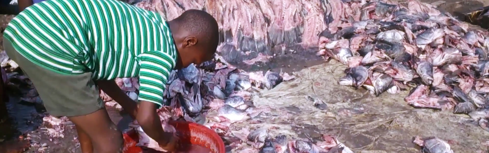 Agua limpia para lavar pescado - We Are Water