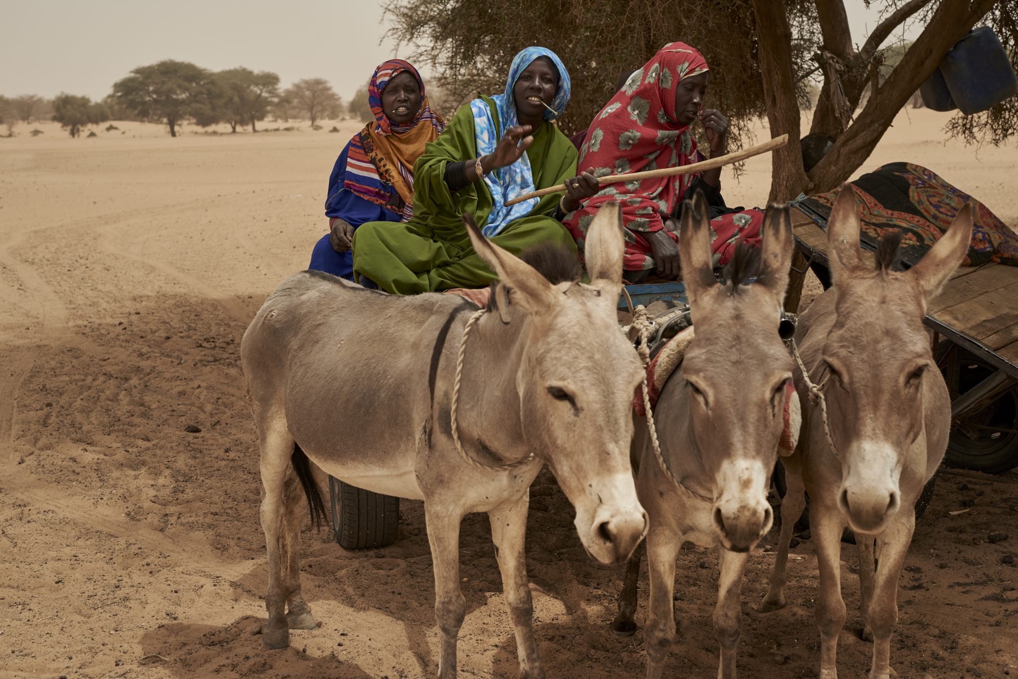 The solidarity of a palm tree called Buruti - We Are Water
