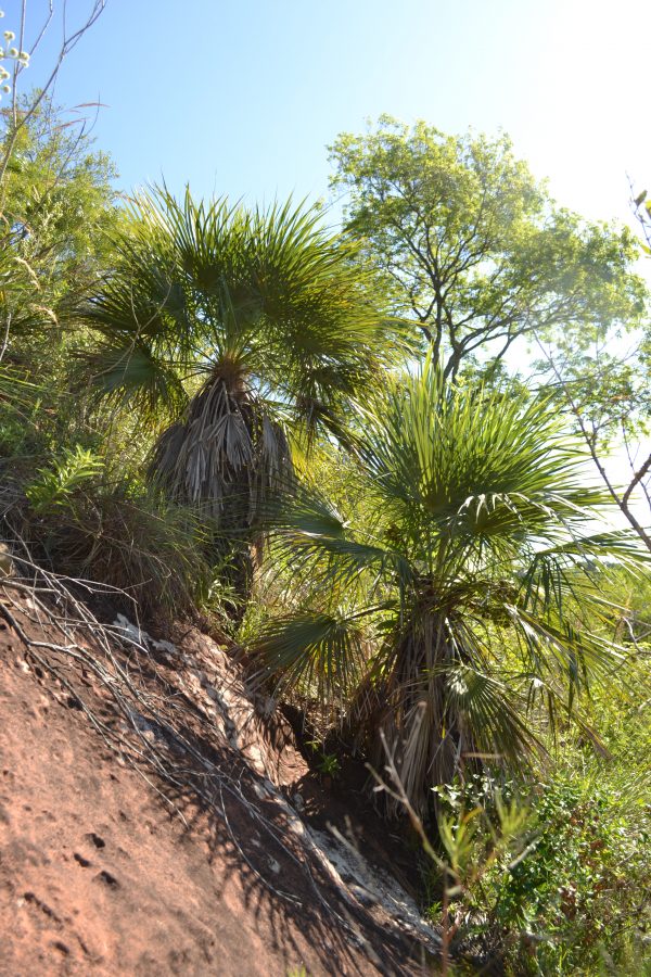 The solidarity of a palm tree called Buruti - We Are Water