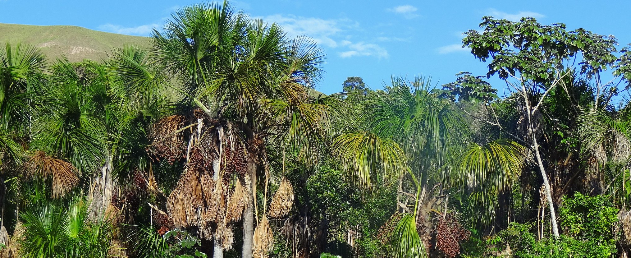 The solidarity of a palm tree called Buruti - We Are Water