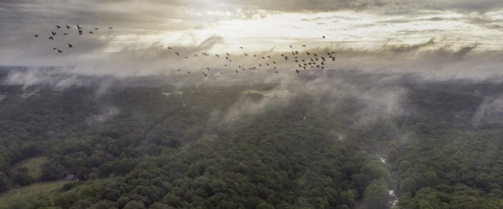 The Amazon: beyond carbon - We Are Water