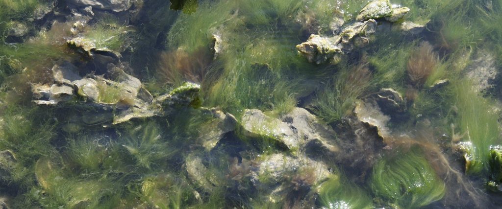 Microalgae: biotechnology for universal sanitation - We Are Water