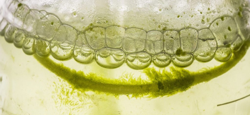 Microalgae: biotechnology for universal sanitation - We Are Water
